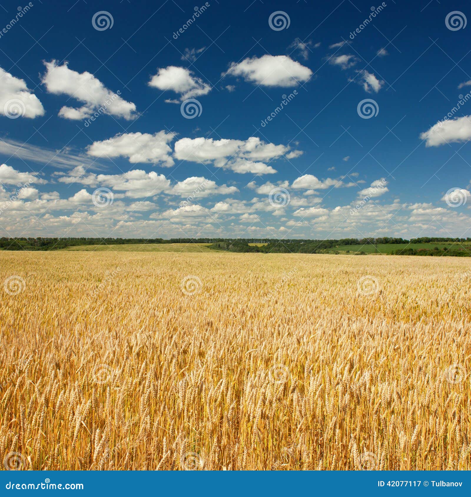 Wheatfield stock afbeelding. Image of ontruim, beeld - 42077117