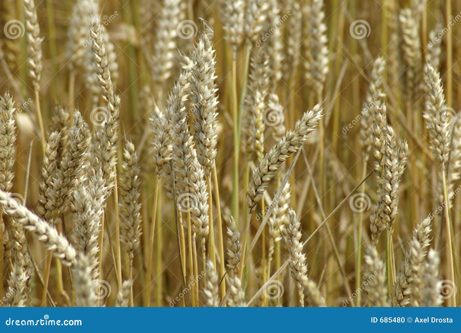 Wheatfield stock photo. Image of farm, crop, cereals, seed - 685480