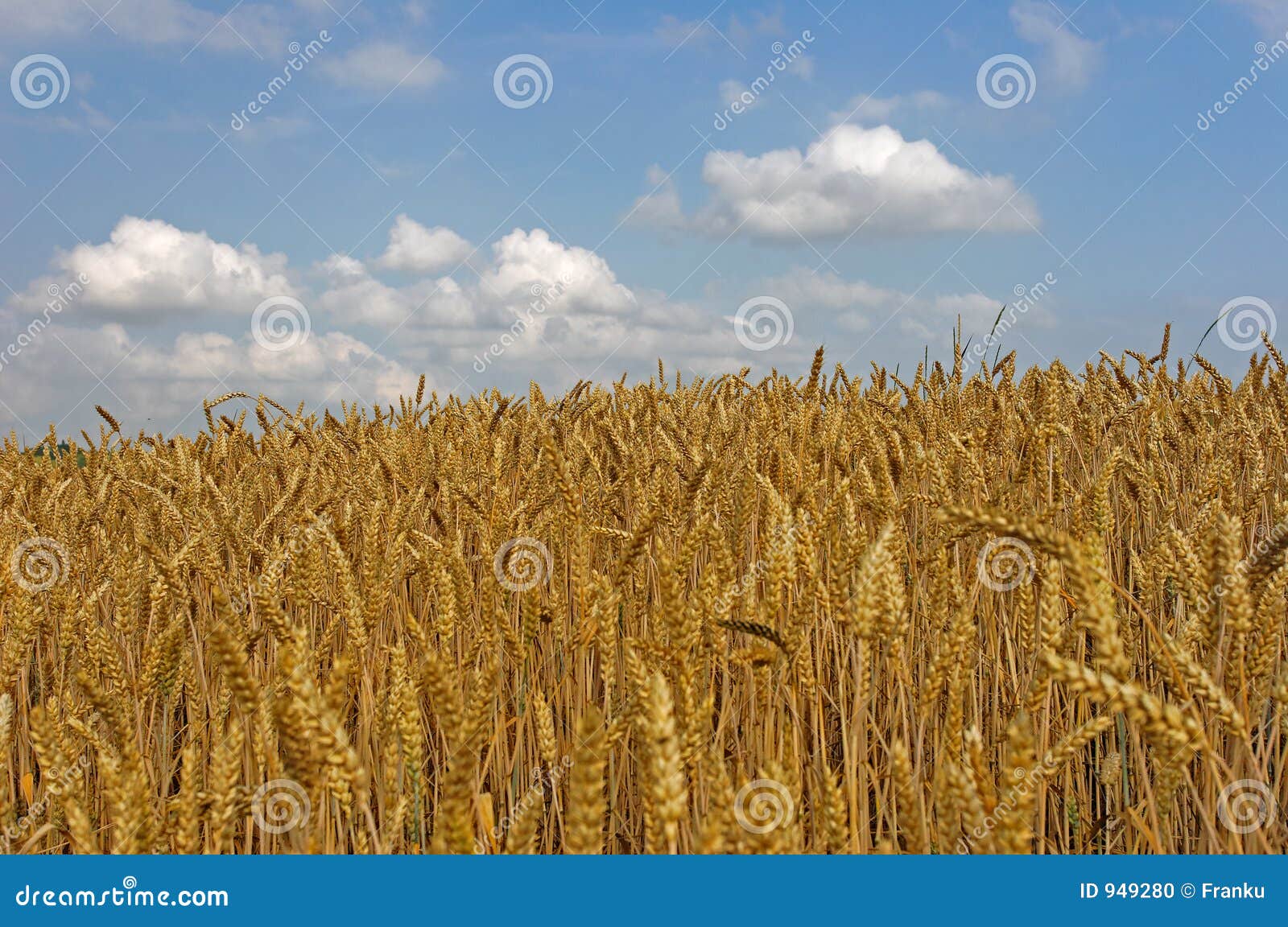 Wheatfield stock photo. Image of grain, wheat, field, rural - 949280