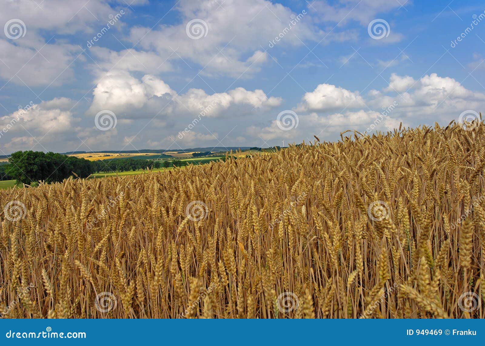 Wheatfield stock image. Image of country, field, rural - 949469
