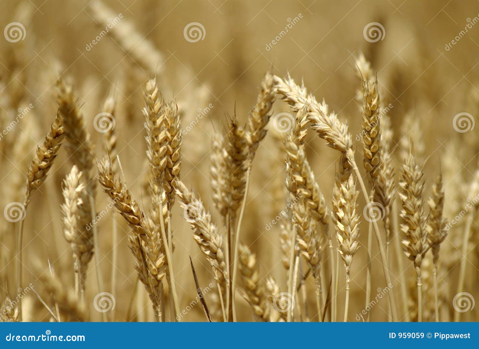 Wheatfield stock image. Image of drying, farming, natural - 959059
