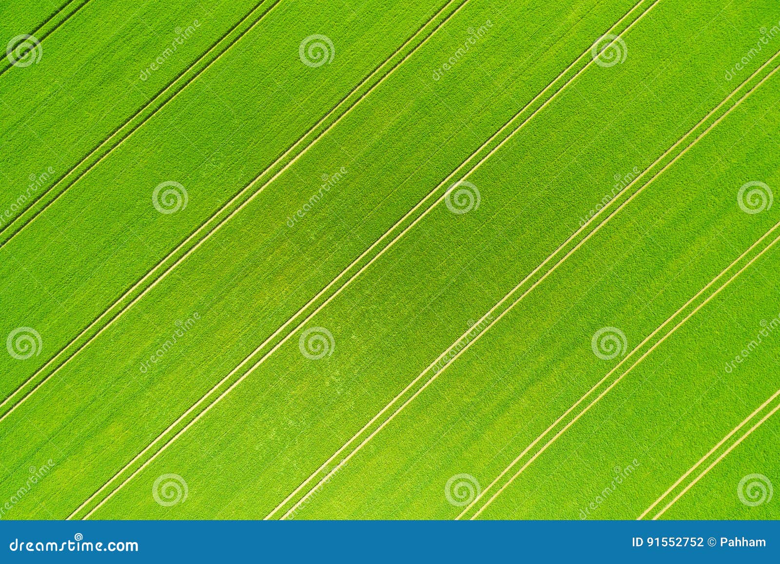 Wheatfield stock photo. Image of scenic, farm, grass - 91552752