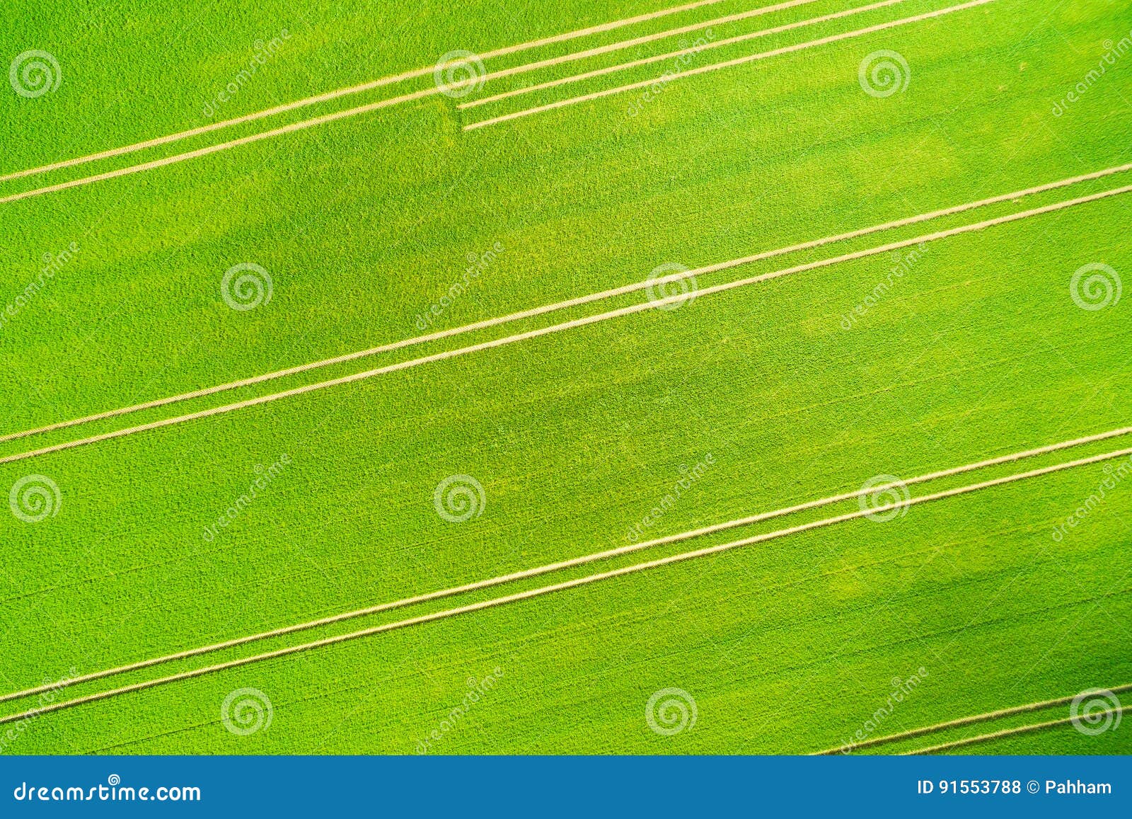 Wheatfield stock photo. Image of scenery, corn, drone - 91553788