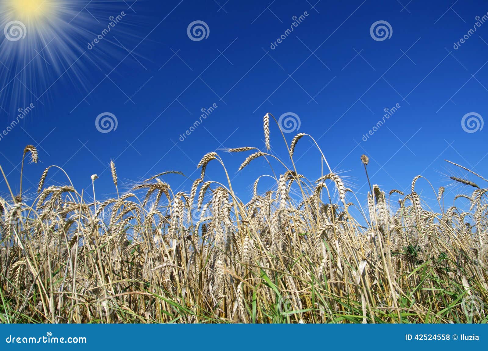 Wheatfield stock photo. Image of ploughing, growing, country - 42524558
