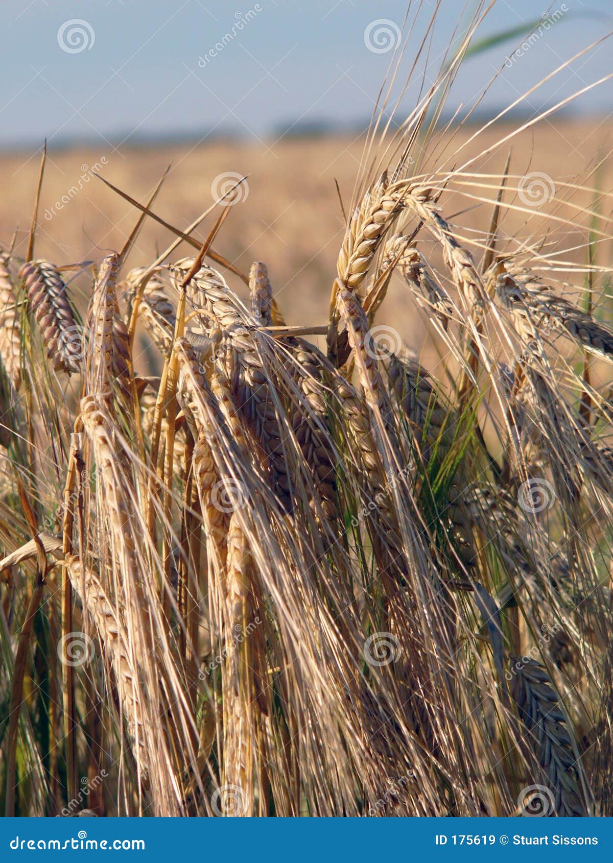 Wheatfield close-up stock image. Image of environment, farming - 175619