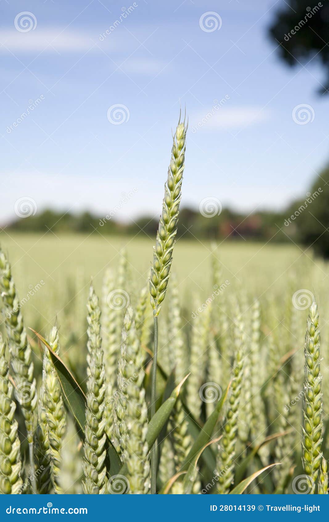 Wheatfield in Early Summer stock image. Image of crop - 28014139