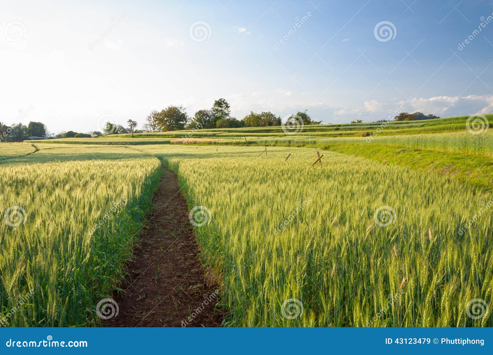 Wheatfield in Evening Light. Stock Image - Image of farm, blue: 43123479