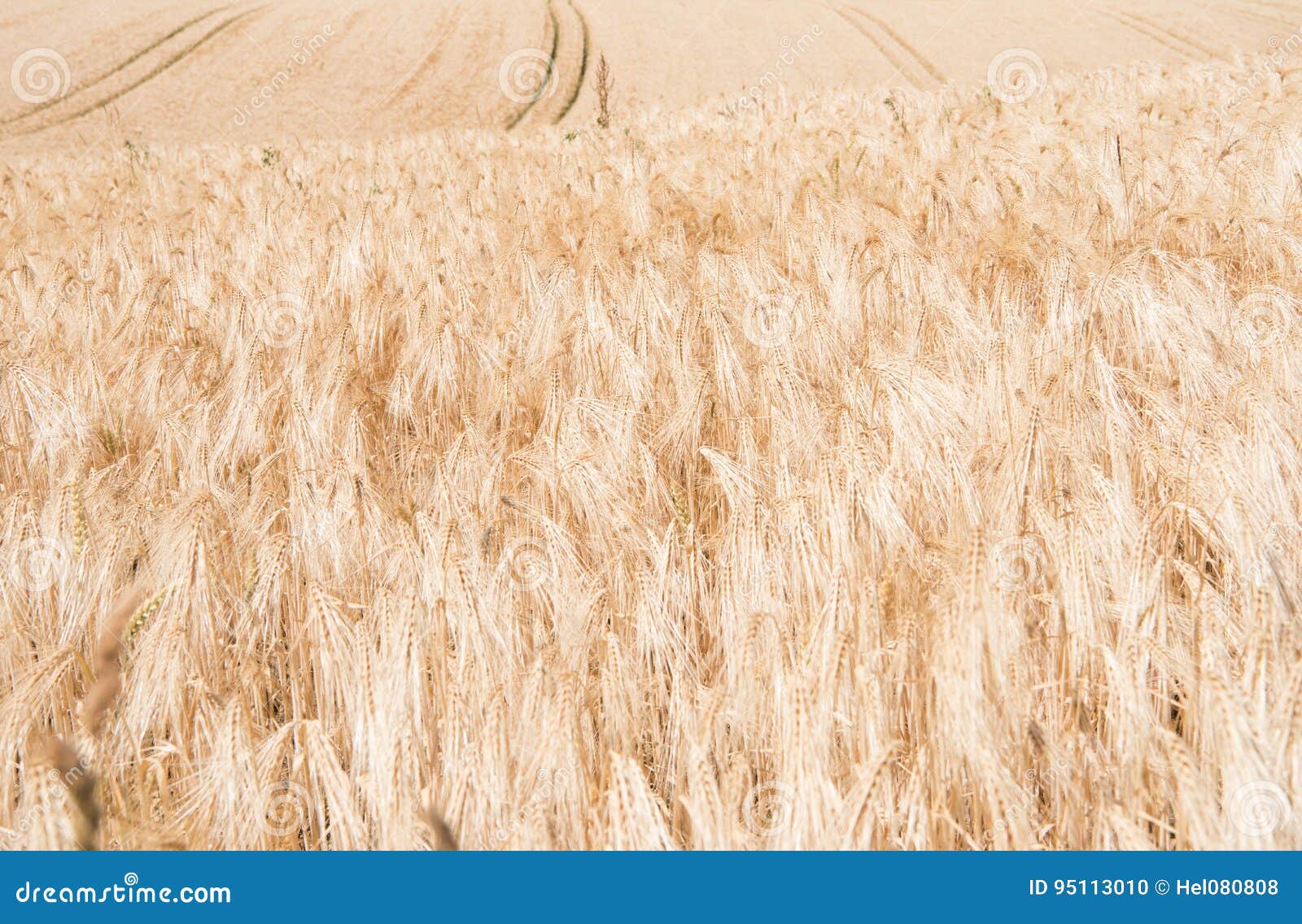 Wheat Field. Ripe Wheat Waiting for Harvest. Stock Photo - Image of ...