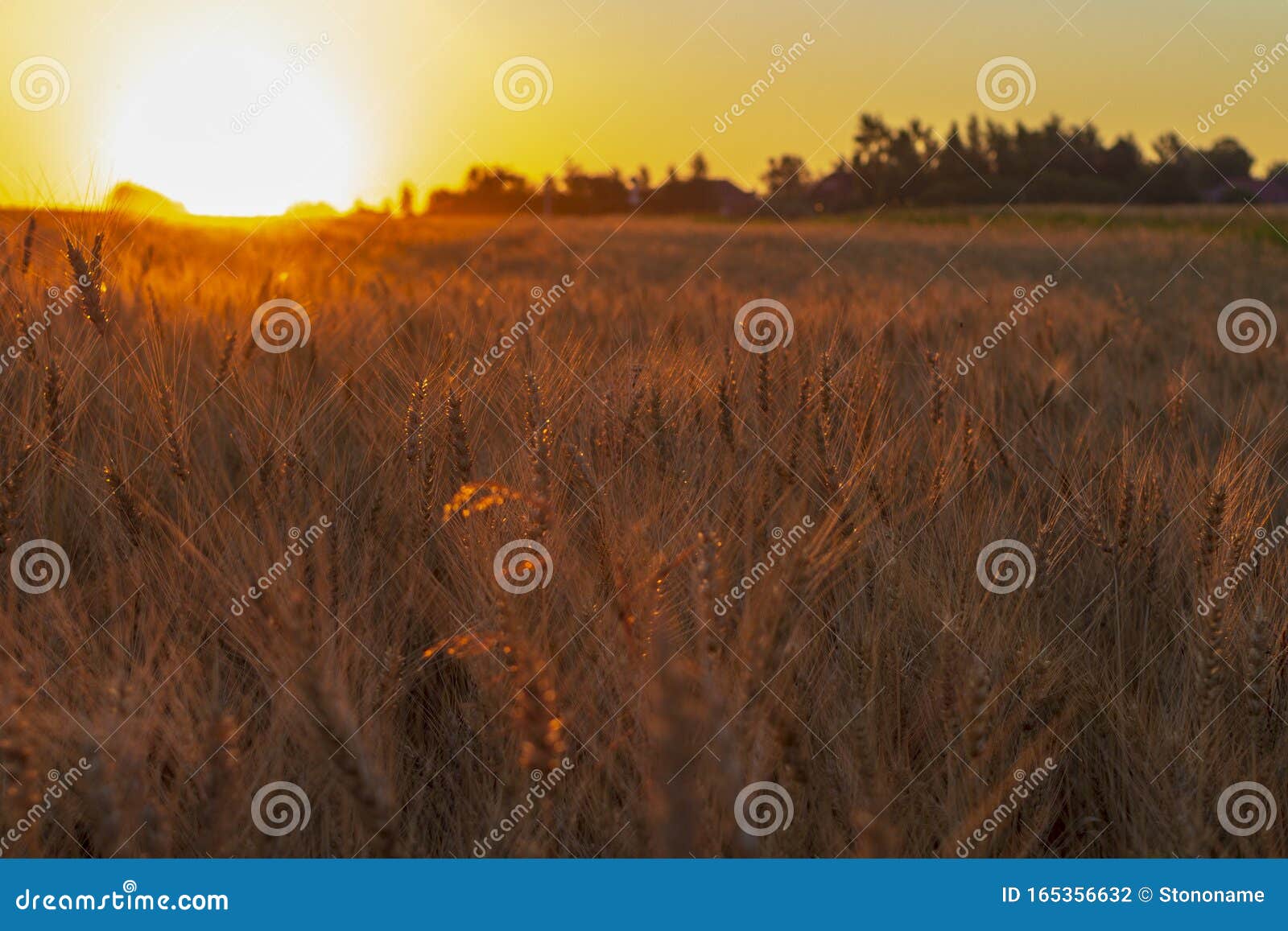 Wheatfield of Gold Color in Evening Sunset Stock Photo - Image of ...