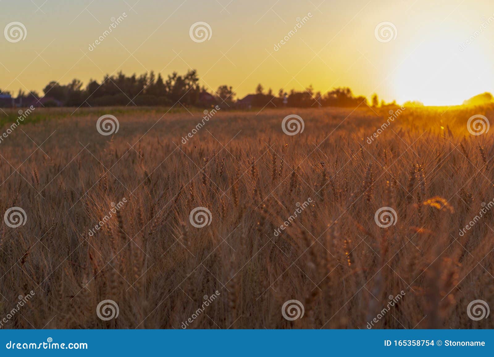 Wheatfield of Gold Color in Evening Sunset Stock Photo - Image of ...