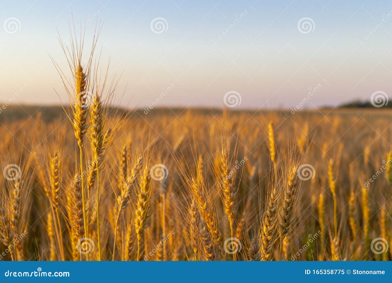 Wheatfield Royalty-Free Stock Photography | CartoonDealer.com #27893873