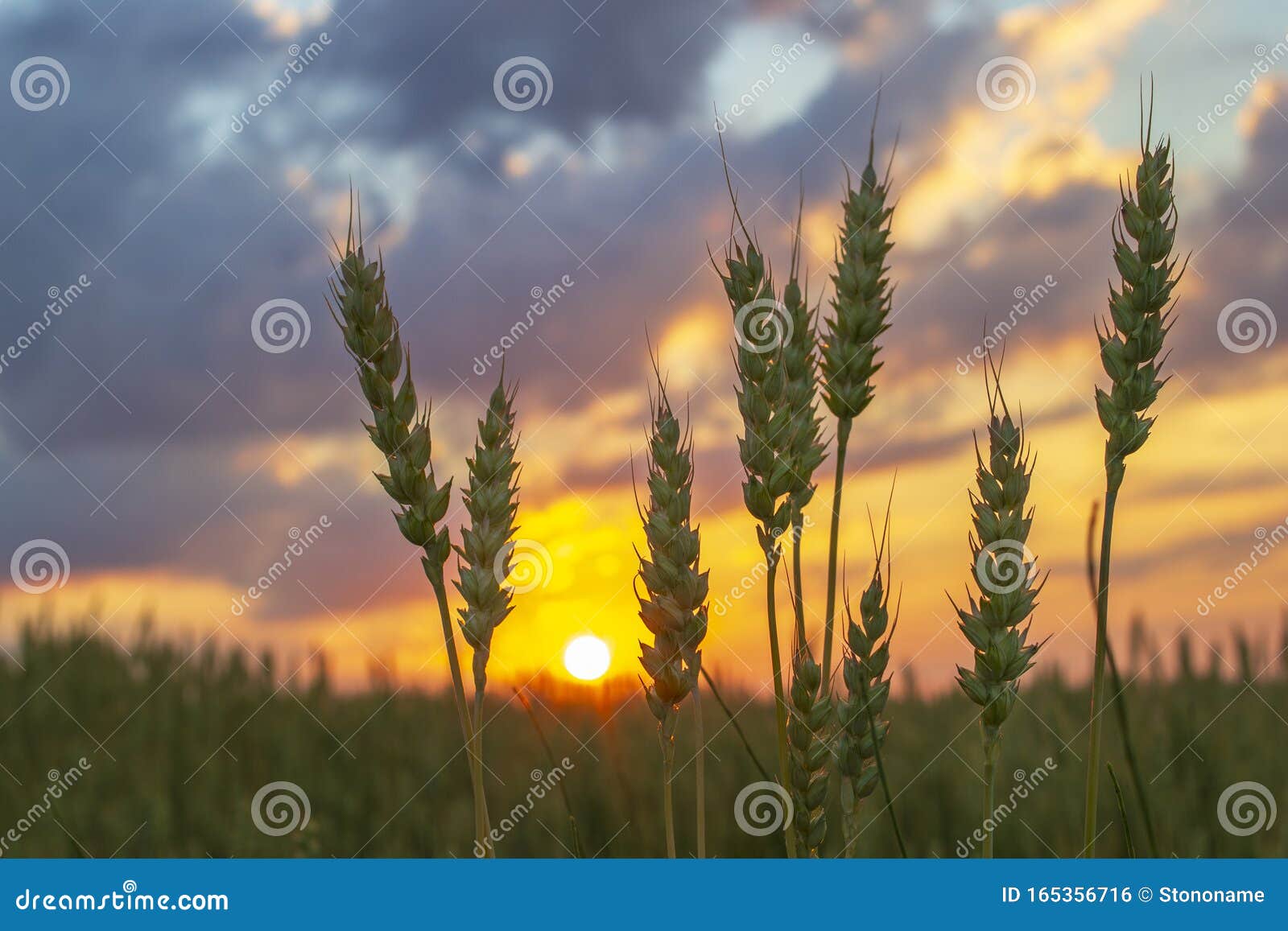 Wheatfield of Green Color in Evening Sunset Stock Photo - Image of ...