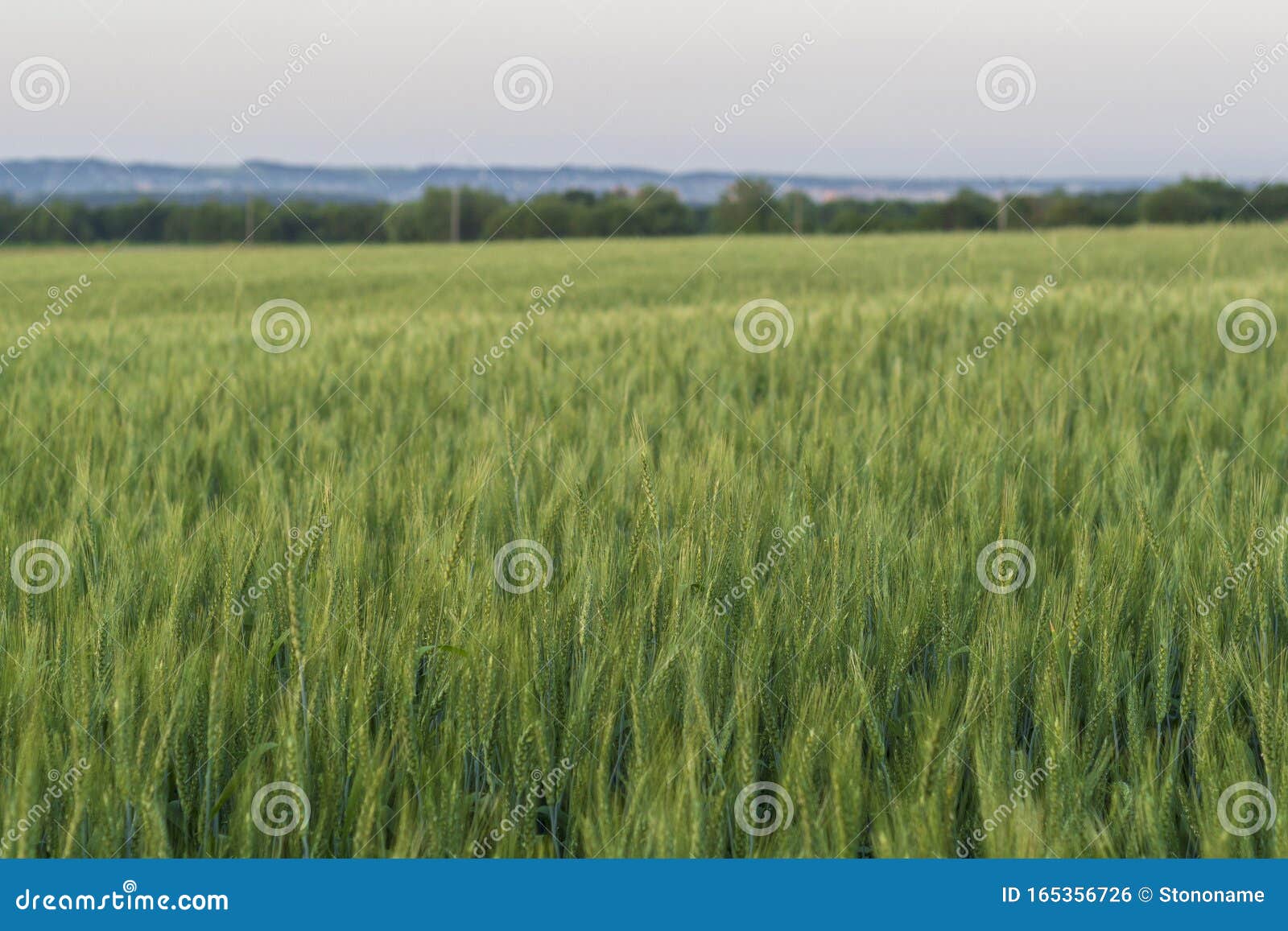 Wheatfield Background Stock Photography | CartoonDealer.com #49338404
