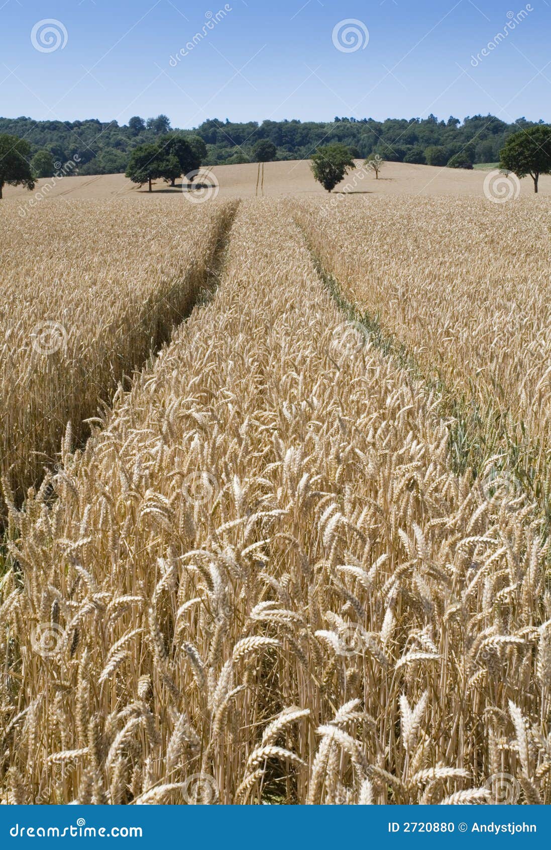 A Wheatfield Ready for Harvest Stock Photo - Image of cornfield ...