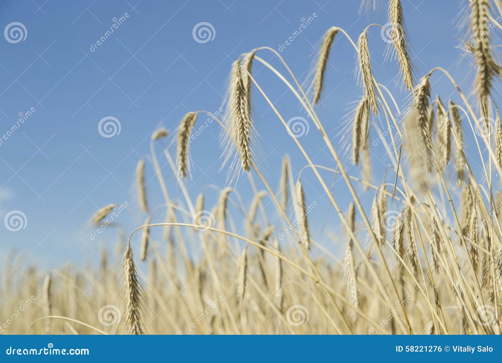 Wheatfield stock photo. Image of harvest, wheat, agrarian - 58221276