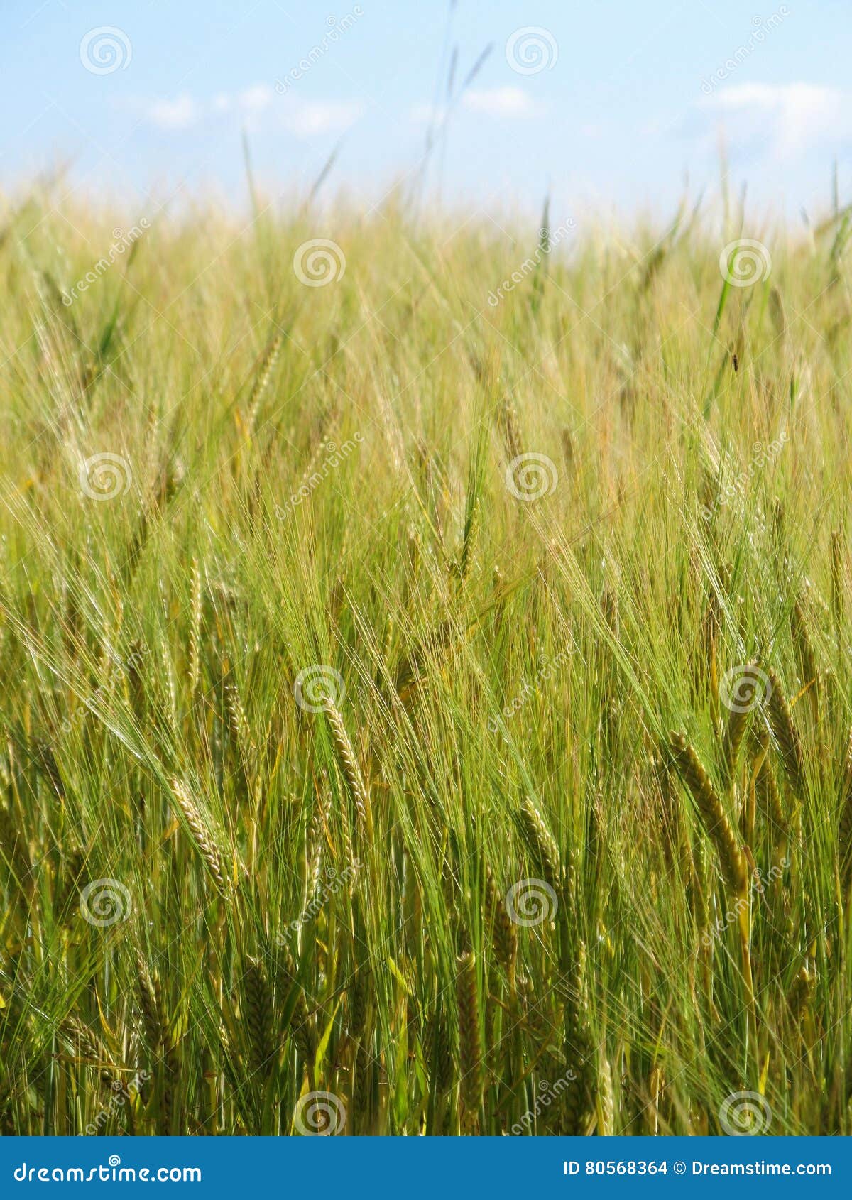 Wheatfield in summer stock photo. Image of growing, scotland - 80568364