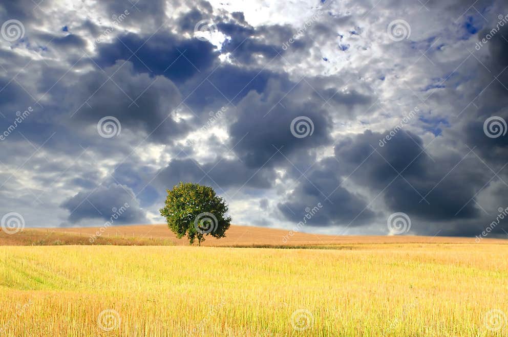 Wheatfield with tree stock image. Image of distant, rural - 10799811