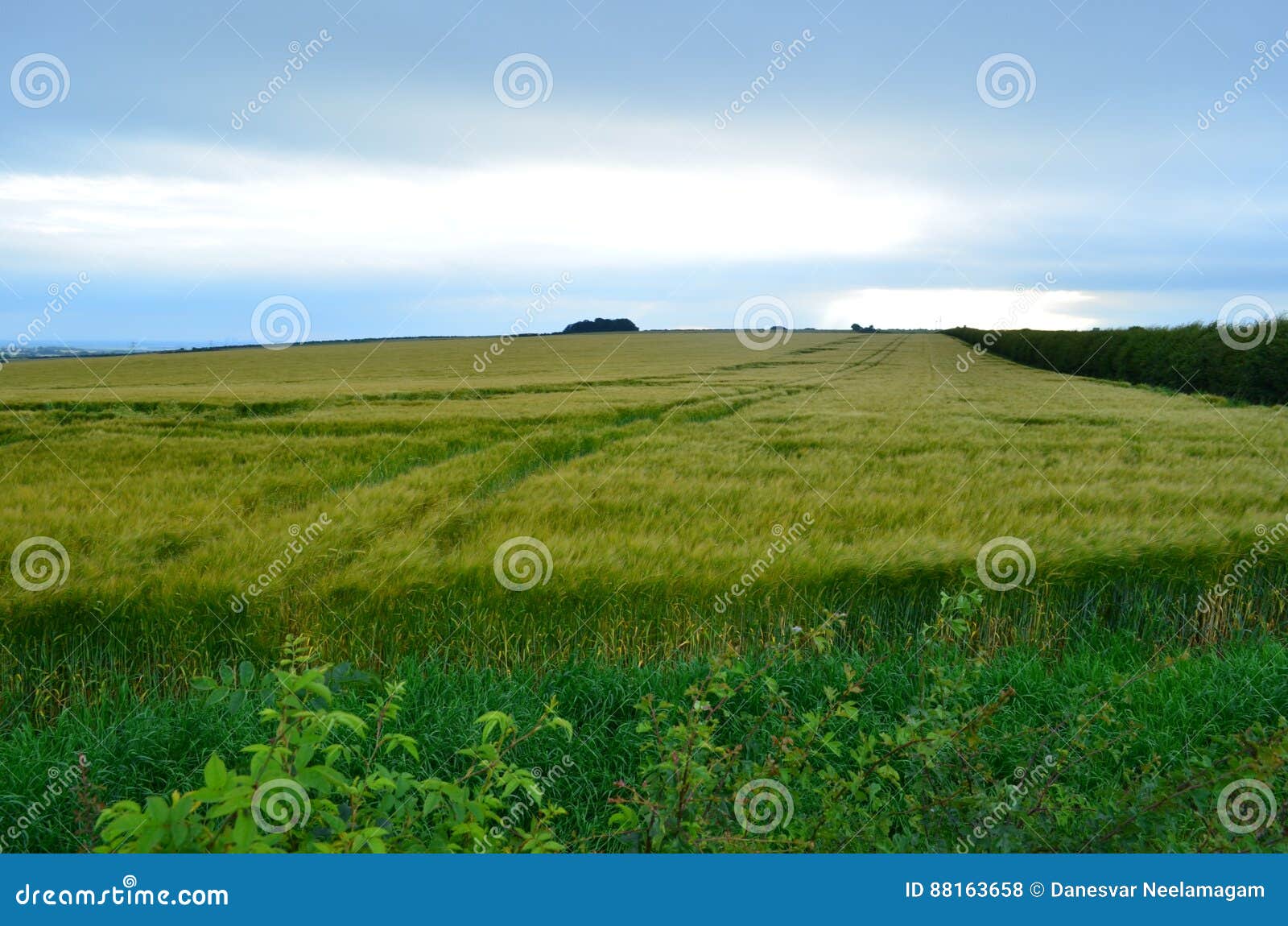 Wheatfield in uk stock photo. Image of farm, bluesky - 88163658