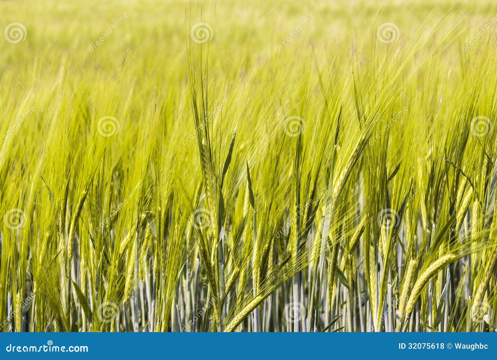 Wheatfield stock photo. Image of green, growth, agriculture - 32075618