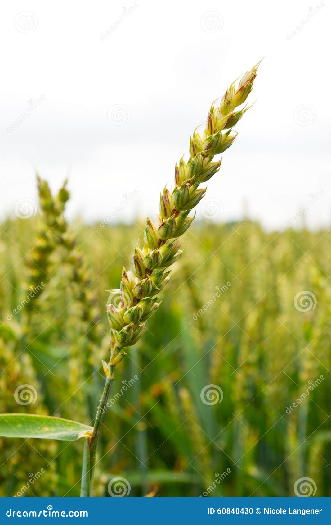 Wheatfield stock photo. Image of harvest, agriculture - 60840430