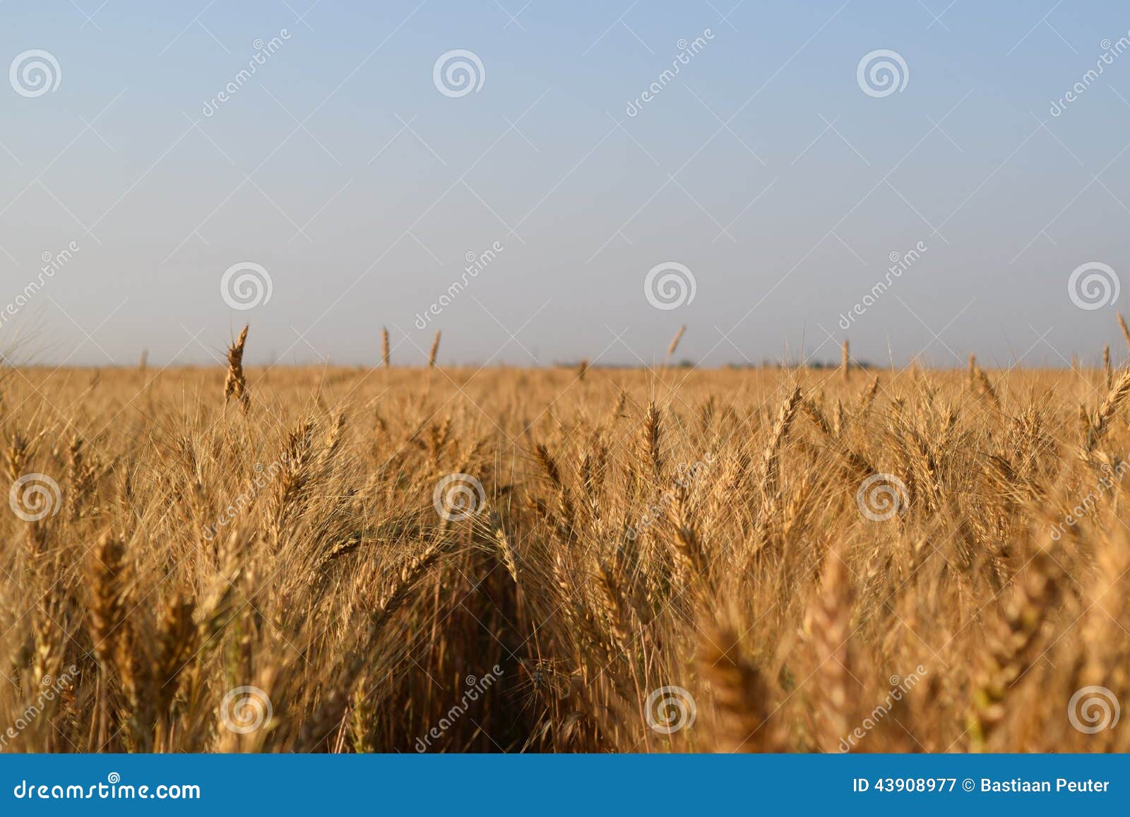 Wheatfield stock image. Image of bread, heads, background - 43908977
