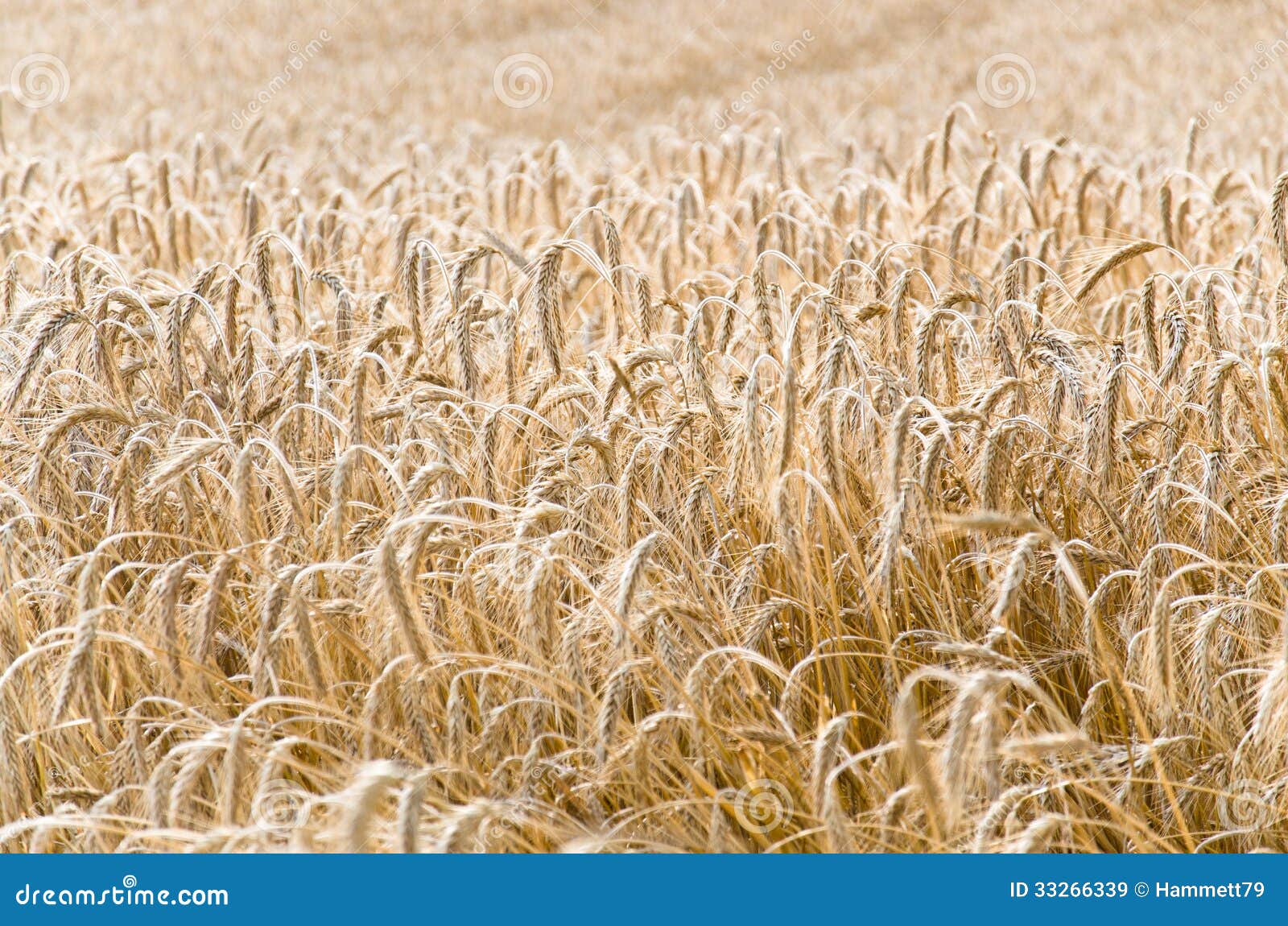 Wheatfield stock image. Image of straw, core, wheat, thread - 33266339