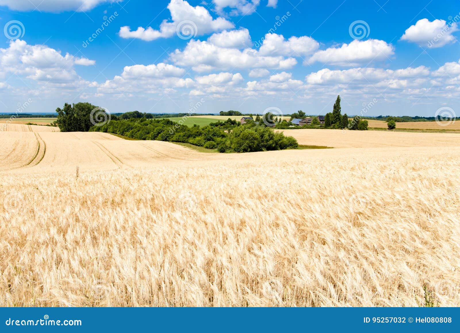 Wheatfields stock photo. Image of farmland, ripe, growing - 95257032