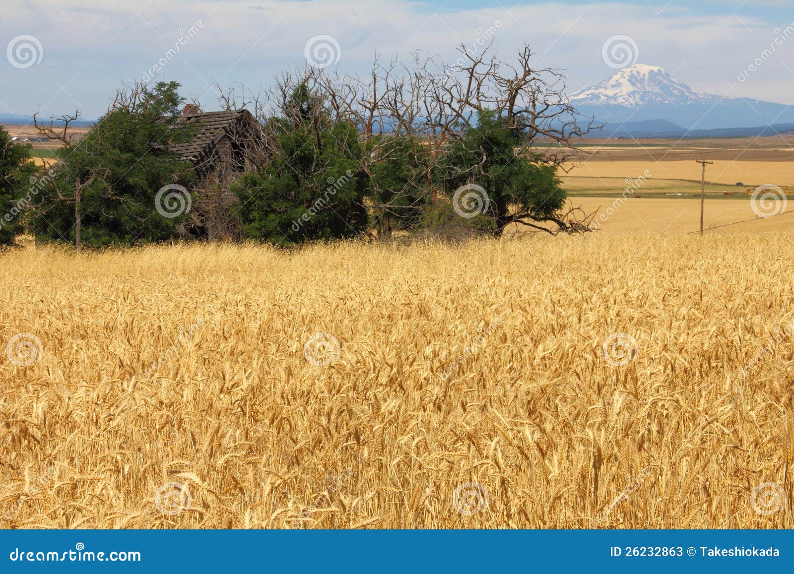 Wheatfields with Mt Adams in the Background Stock Image - Image of ...