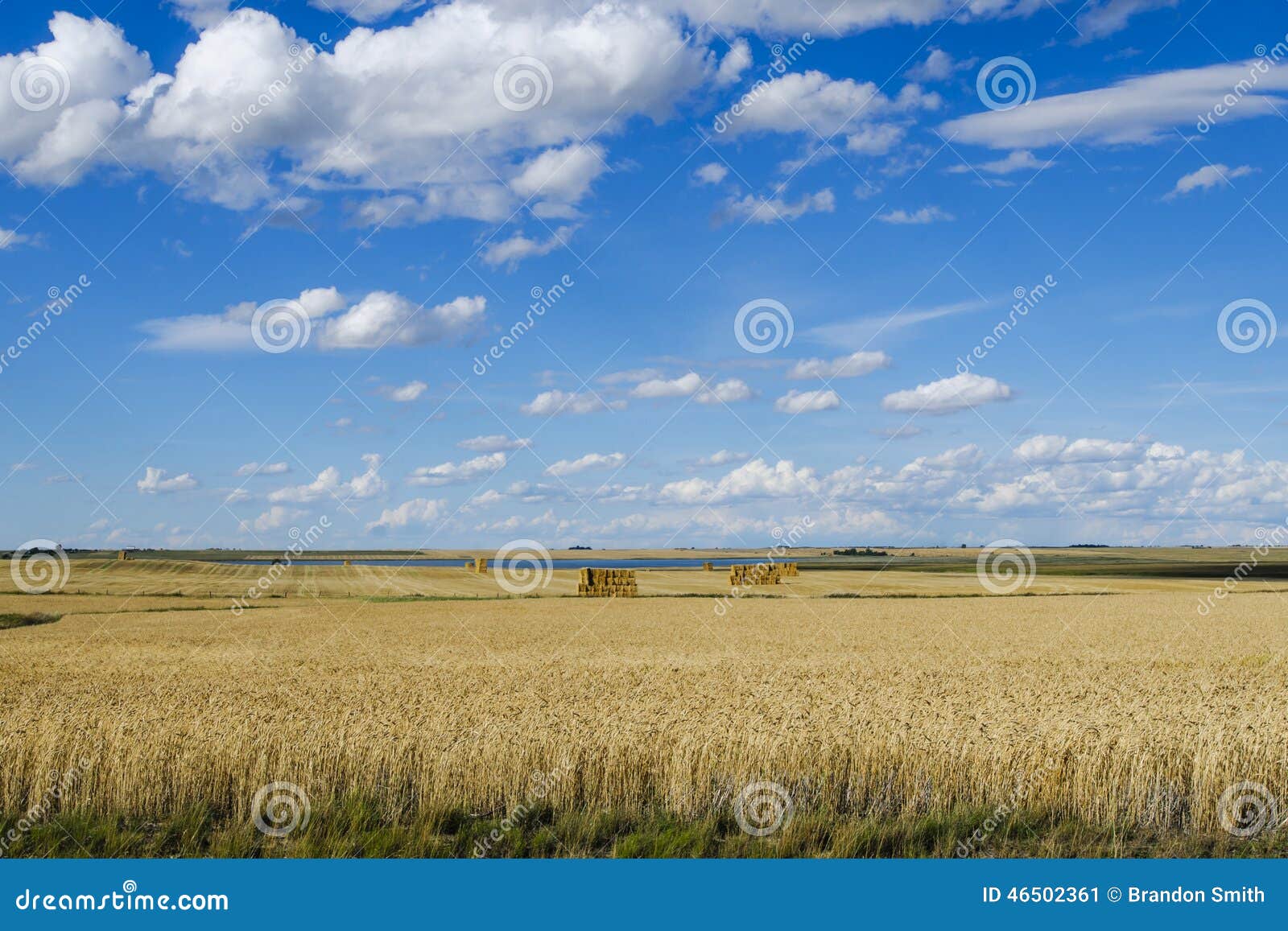 Wheatfields stock image. Image of alberta, farming, plains - 46502361