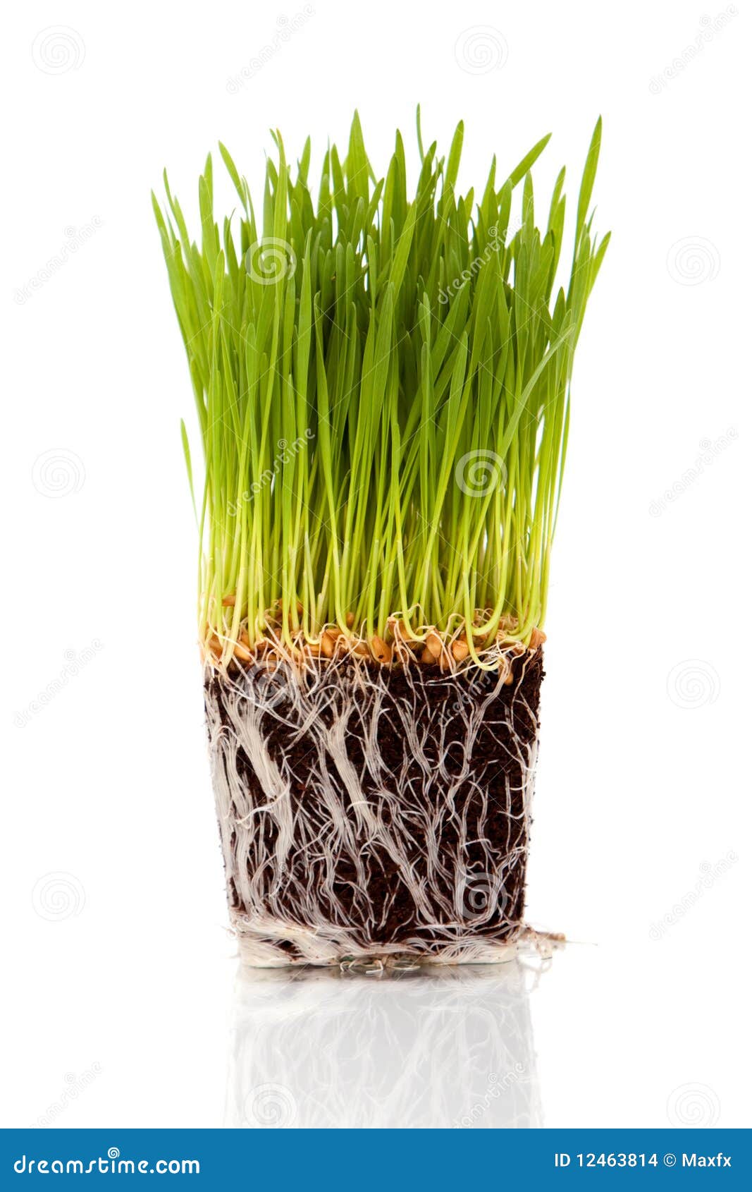 Wheatgrass stock photo. Image of dirt, green, wheatgrass - 12463814