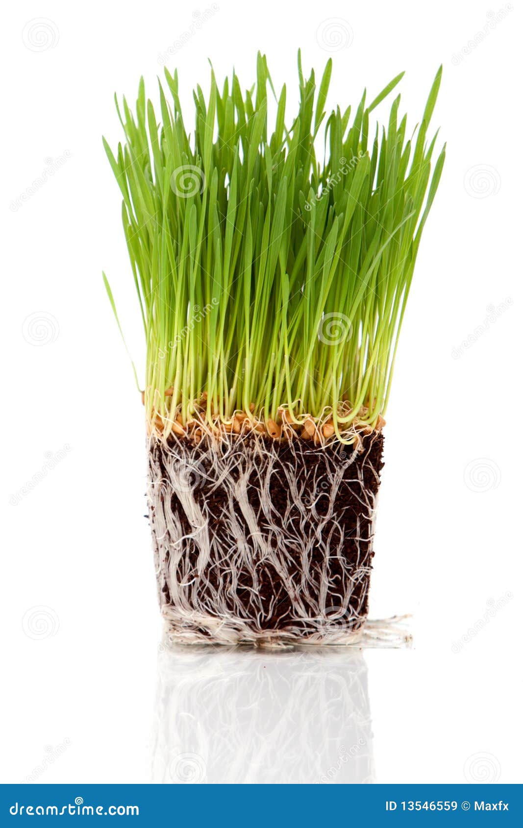 Wheatgrass stock image. Image of spring, bloom, green - 13546559