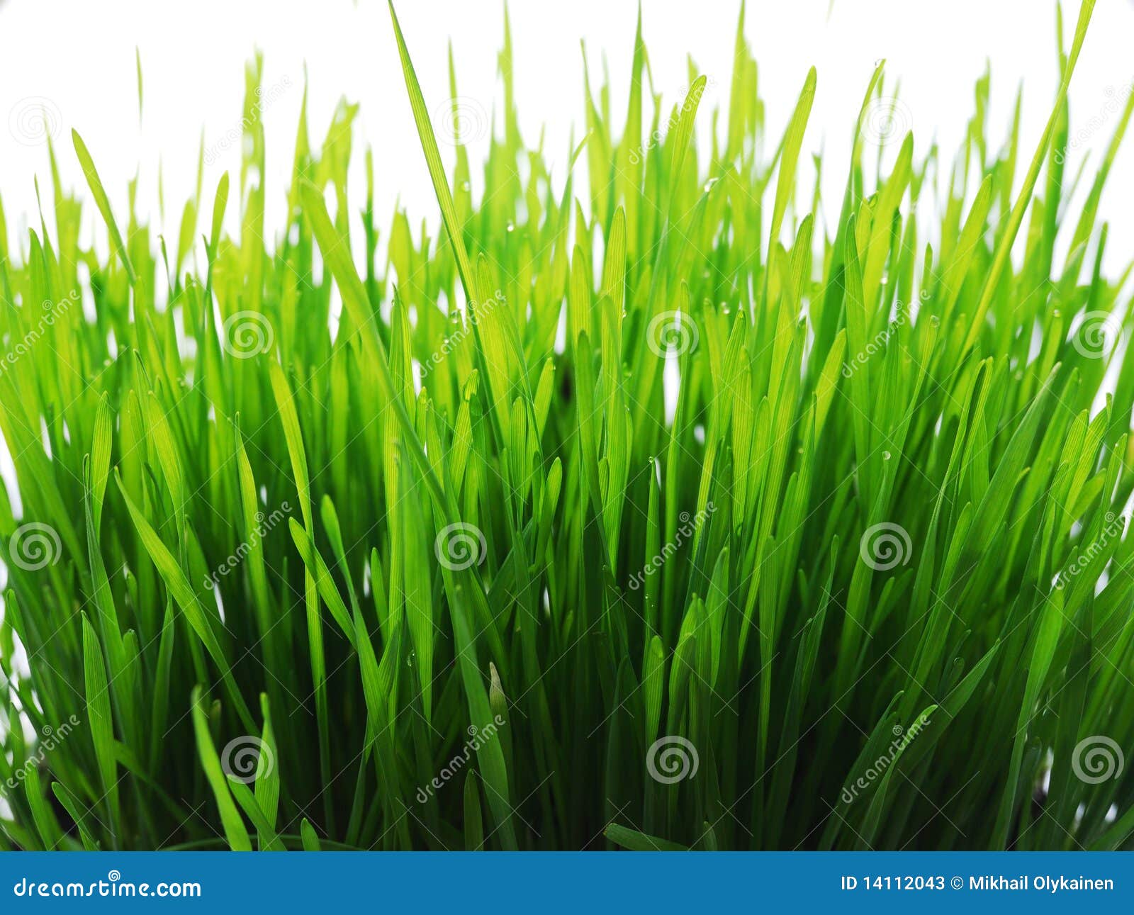 Wheatgrass stock image. Image of lawn, sward, foliage - 14112043