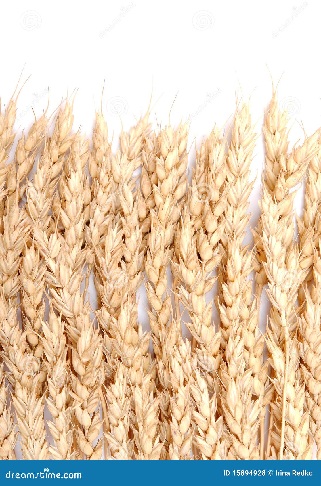 Wheatgrass stock photo. Image of barley, black, grow - 15894928