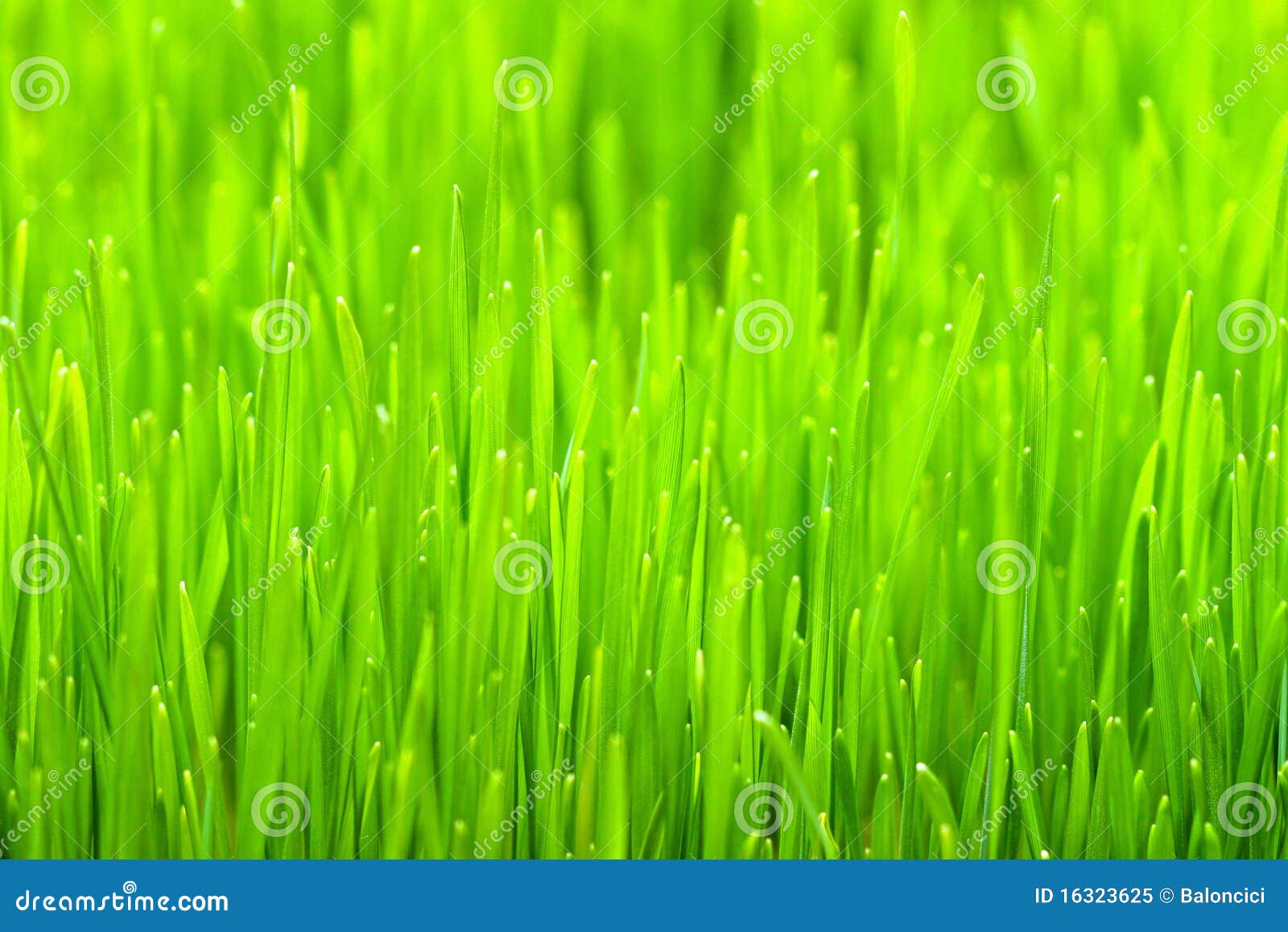 Wheatgrass stock image. Image of grass, plants, macro - 16323625