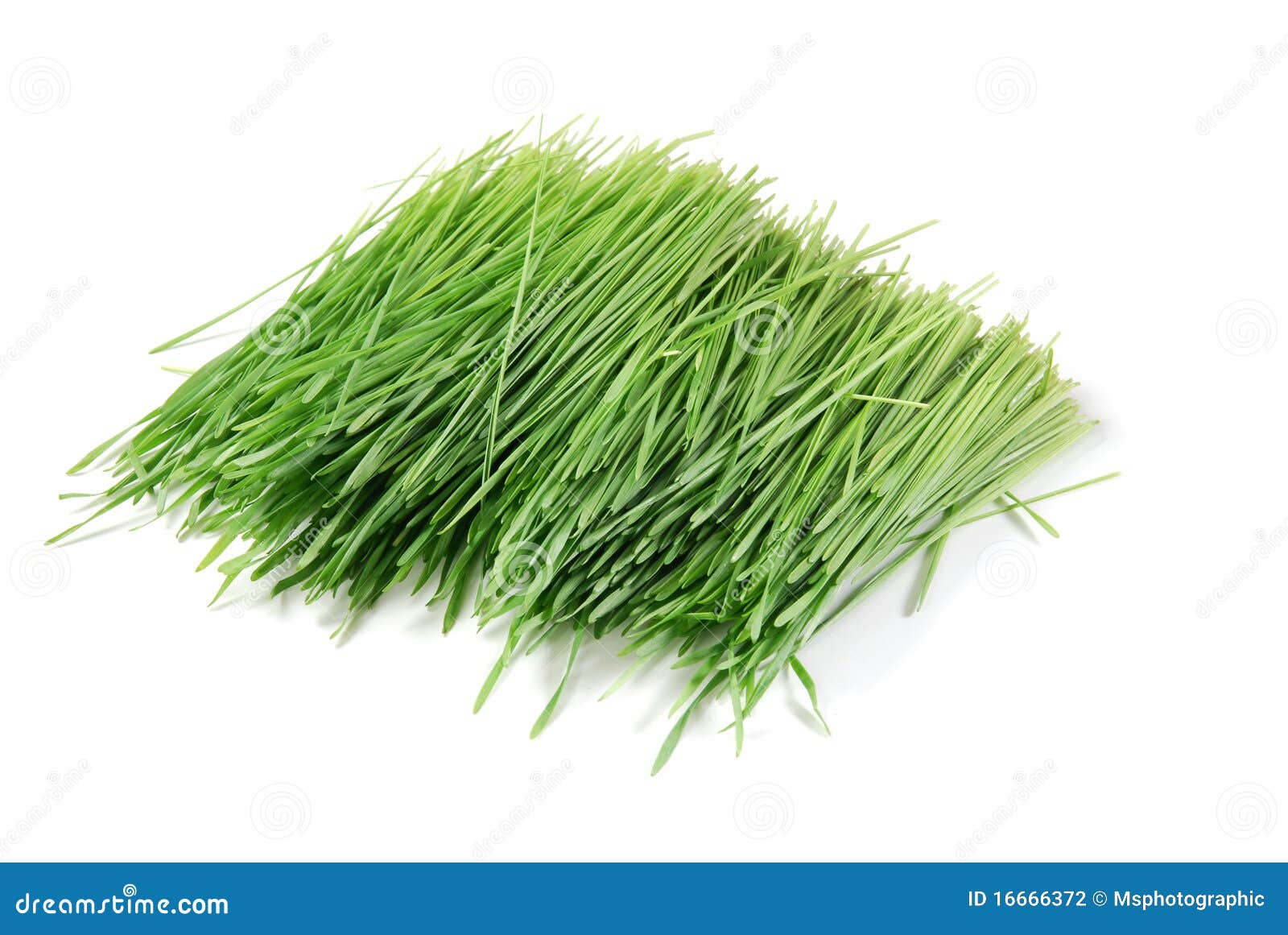 Wheatgrass stock photo. Image of white, wholesome, wheat - 16666372