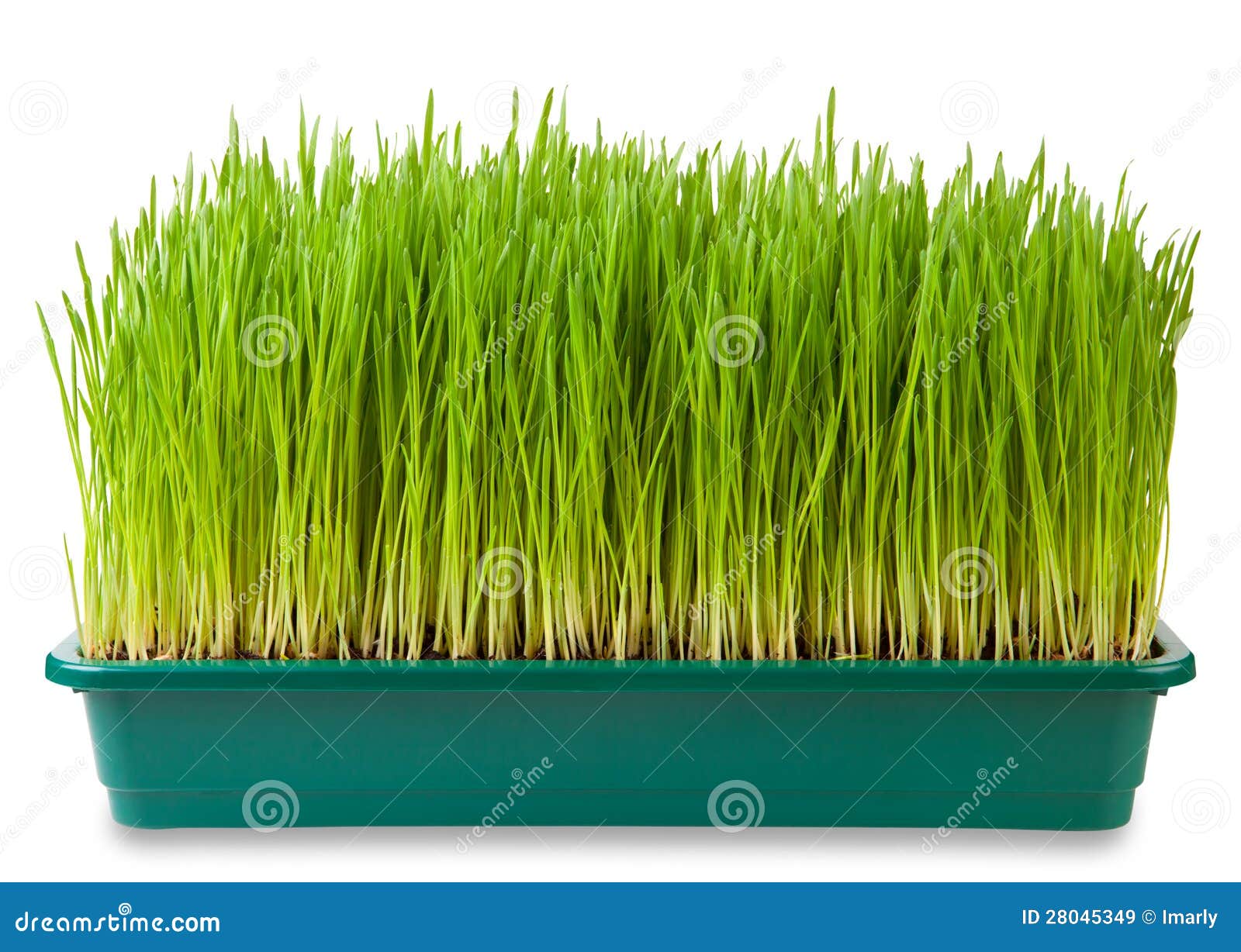 Wheatgrass stock image. Image of healthy, eating, nature - 28045349