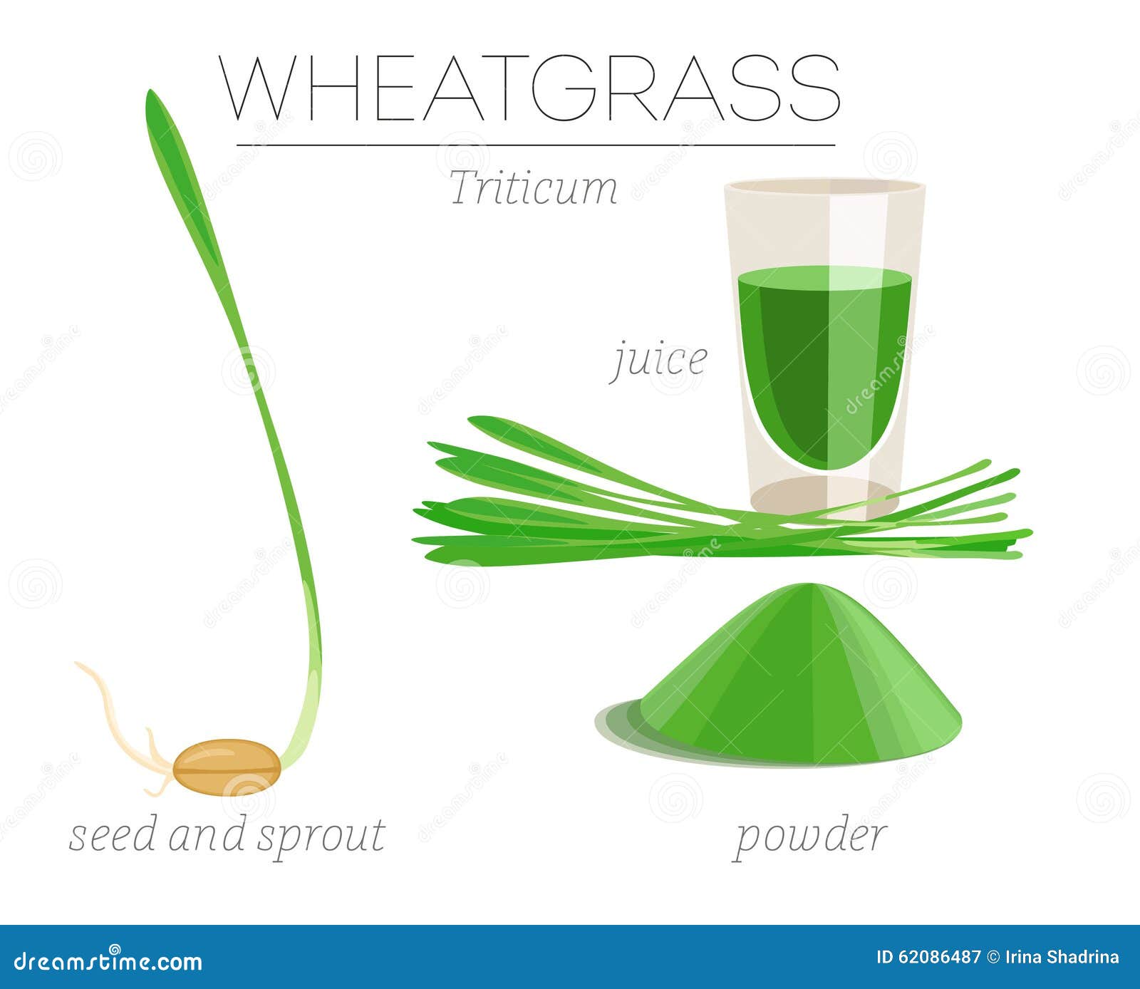 Wheatgrass ilustración del vector. Ilustración de salud - 62086487