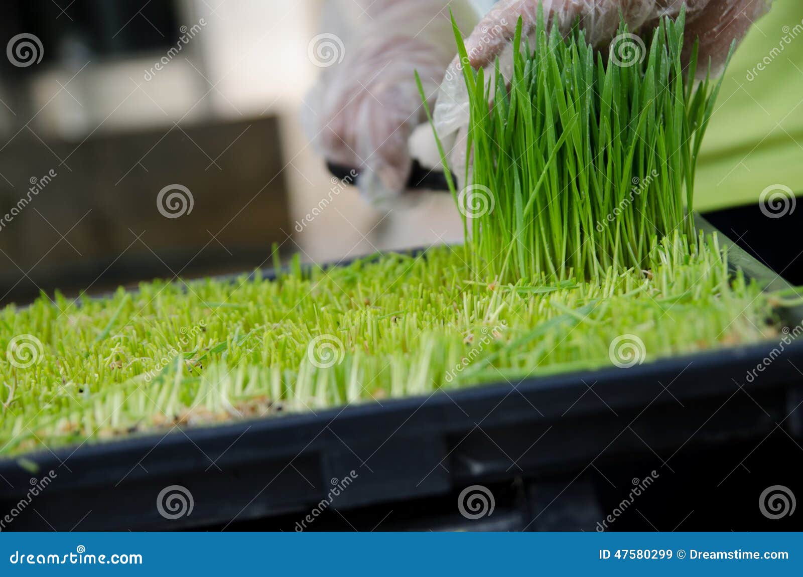 Wheatgrass cutting stock image. Image of wheatgrass, clean - 47580299
