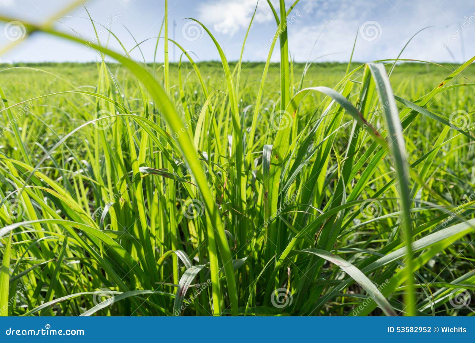 Wheatgrass field stock photo. Image of formal, backgrounds - 53582952