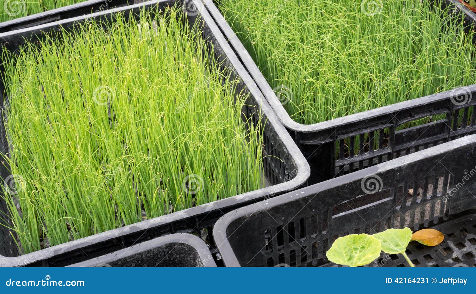Wheatgrass stock image. Image of prepared, plant, cotyledons - 42164231