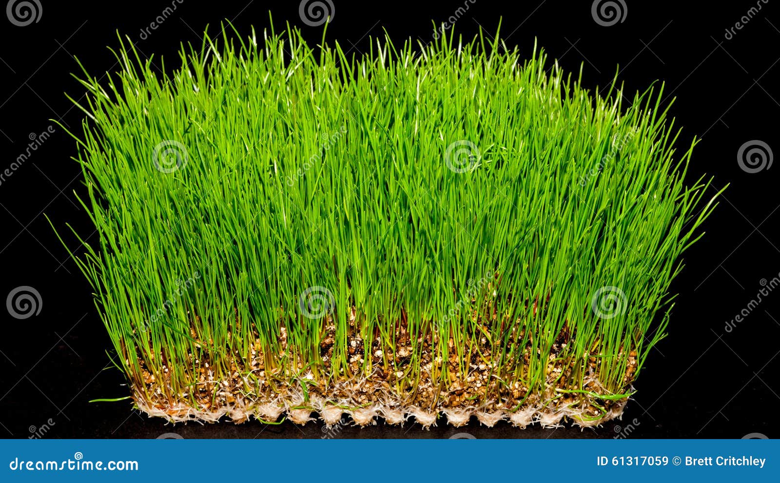 Wheatgrass stock image. Image of colourful, medicinal - 61317059