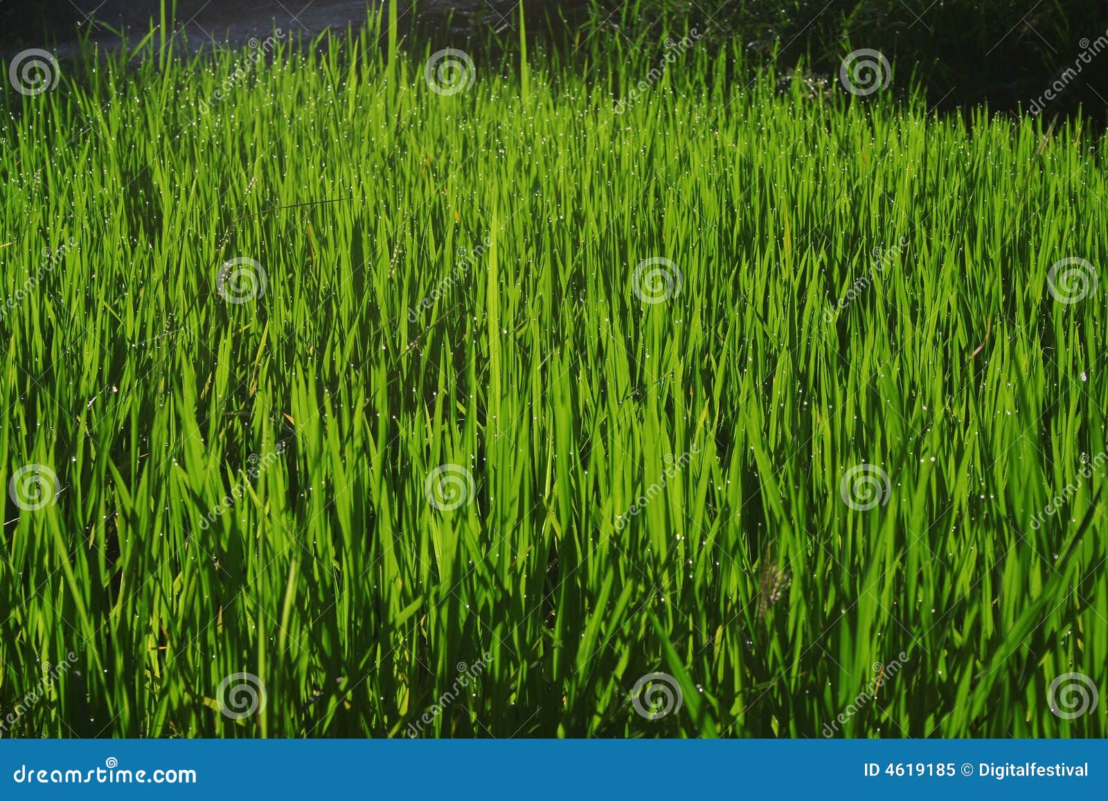 Wheatgrass and Grain Farming Stock Image - Image of farmland, light ...