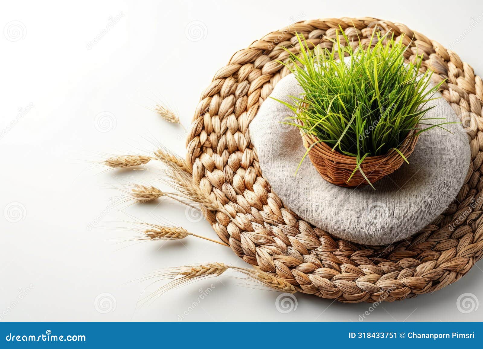 Wheatgrass Growing In Pot Isolated On White Background Vector ...