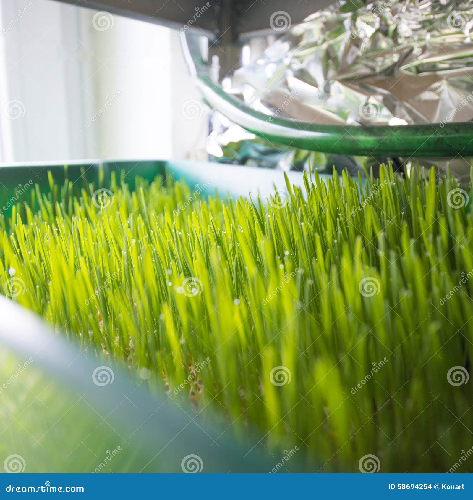 Wheatgrass growing stock photo. Image of farm, nutrient - 58694254