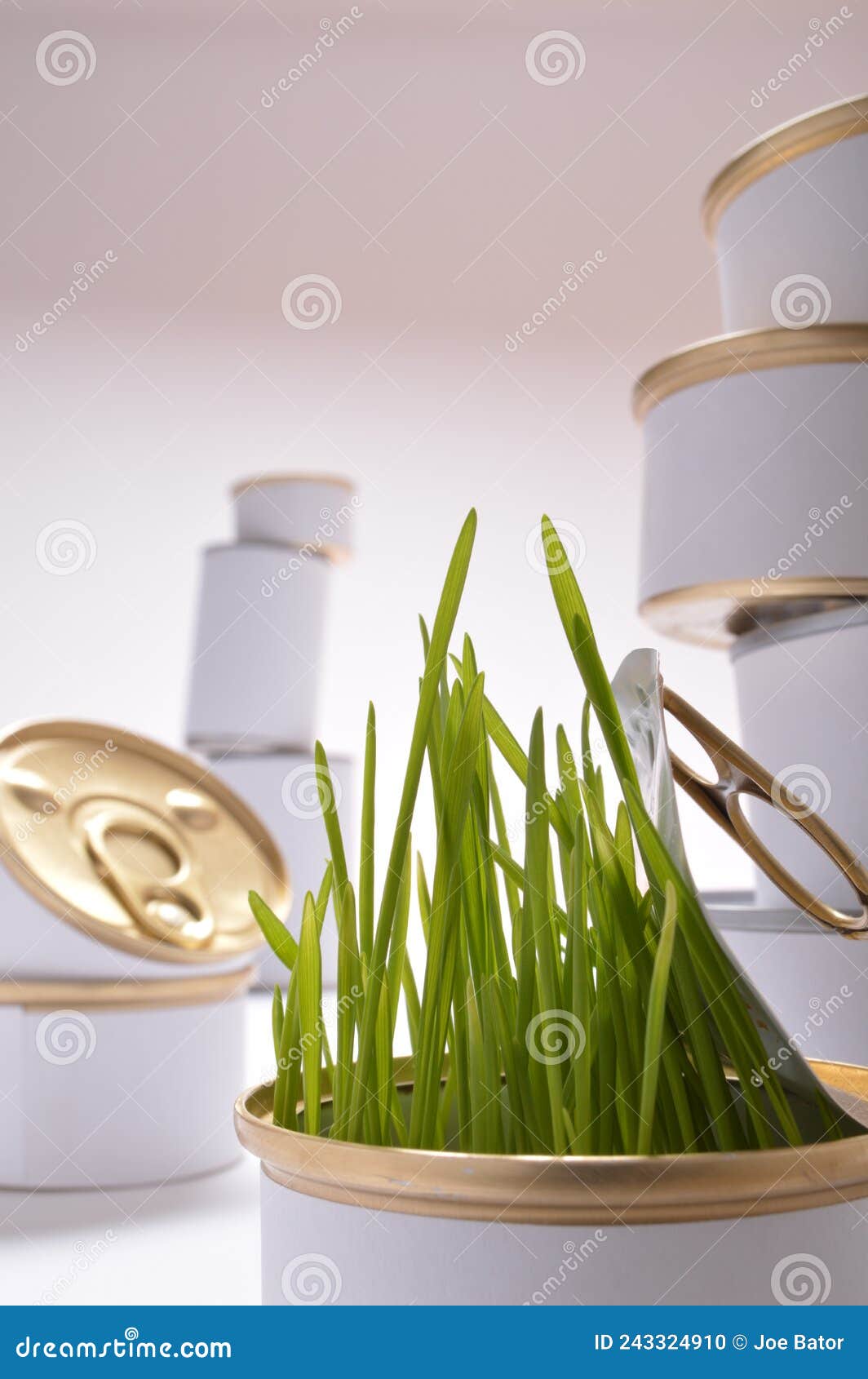 Wheatgrass Growing from a Ring Pull Can Stock Photo - Image of plant ...