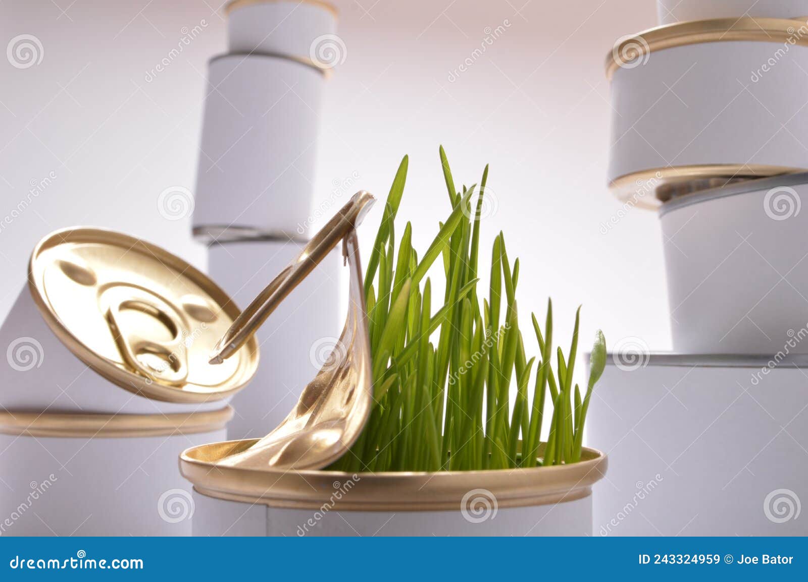 Wheatgrass Growing from a Ring Pull Can Stock Image - Image of open ...