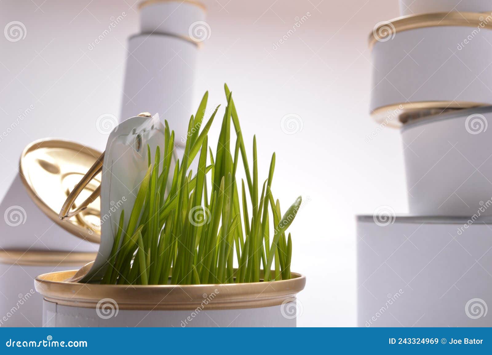 Wheatgrass Growing from a Ring Pull Can Stock Image - Image of arouse ...