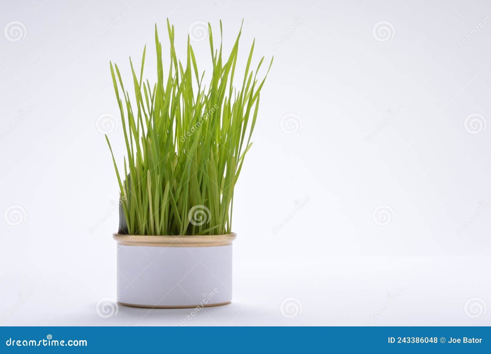 Wheatgrass Growing from a Ring Pull Can Stock Photo - Image of ...