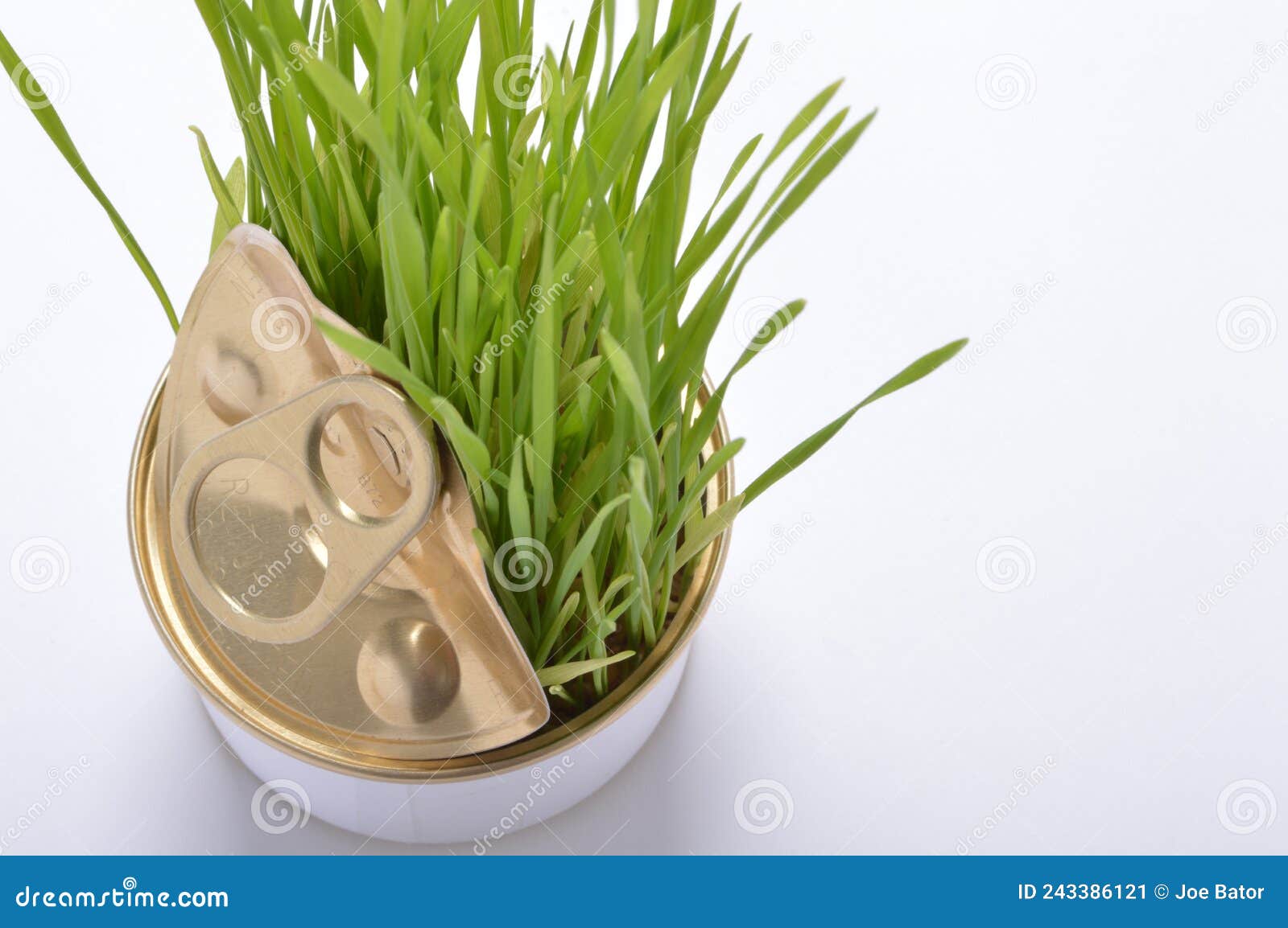 Wheatgrass Growing from a Ring Pull Can Stock Image - Image of activate ...