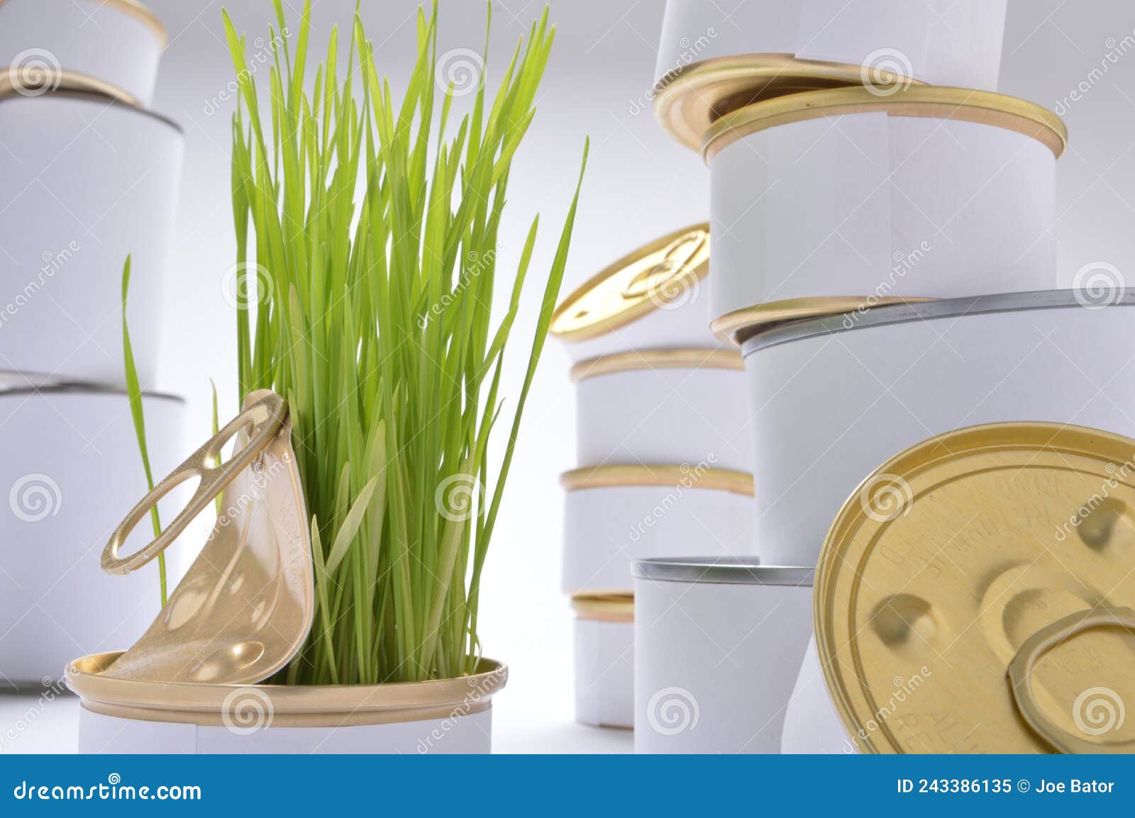 Wheatgrass Growing from a Ring Pull Can Stock Image - Image of activate ...